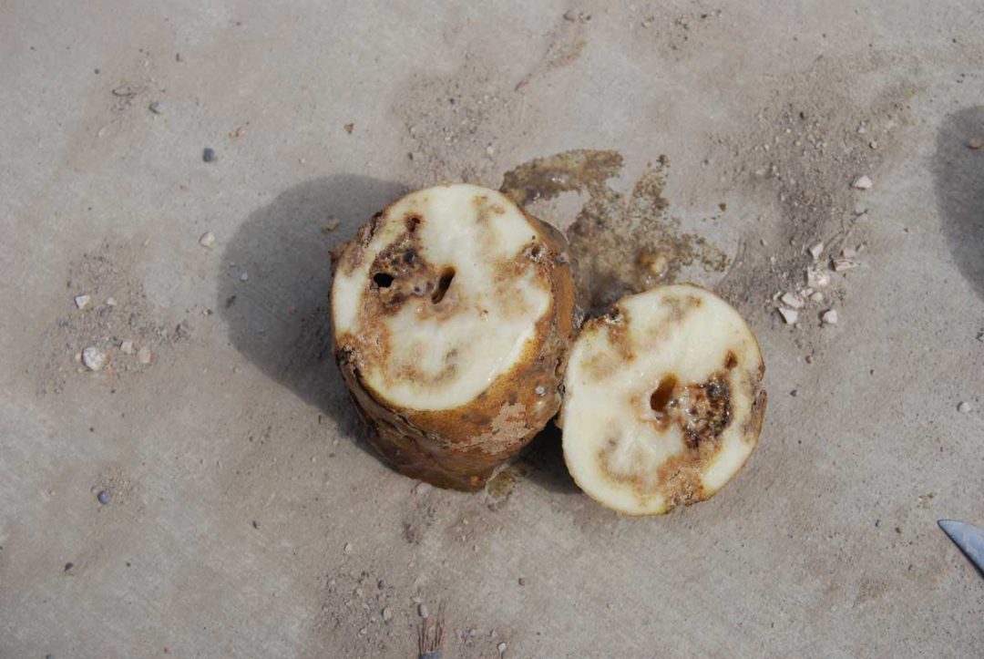 Bacterial Ring Rot | Miller Research LLC