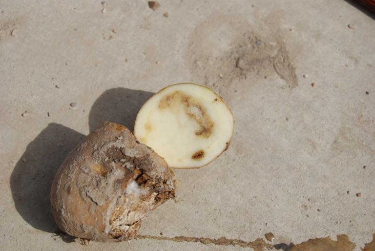 Bacterial Ring Rot | Miller Research LLC